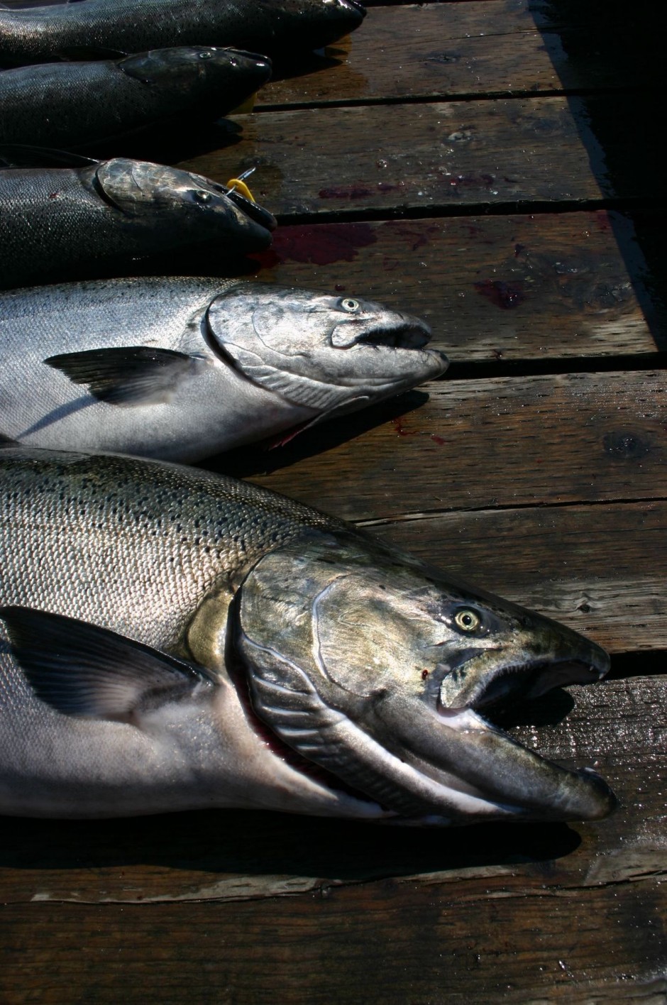 How To Fish For Salmon (in the Ocean) 2 of 2 — The Fishing Advice